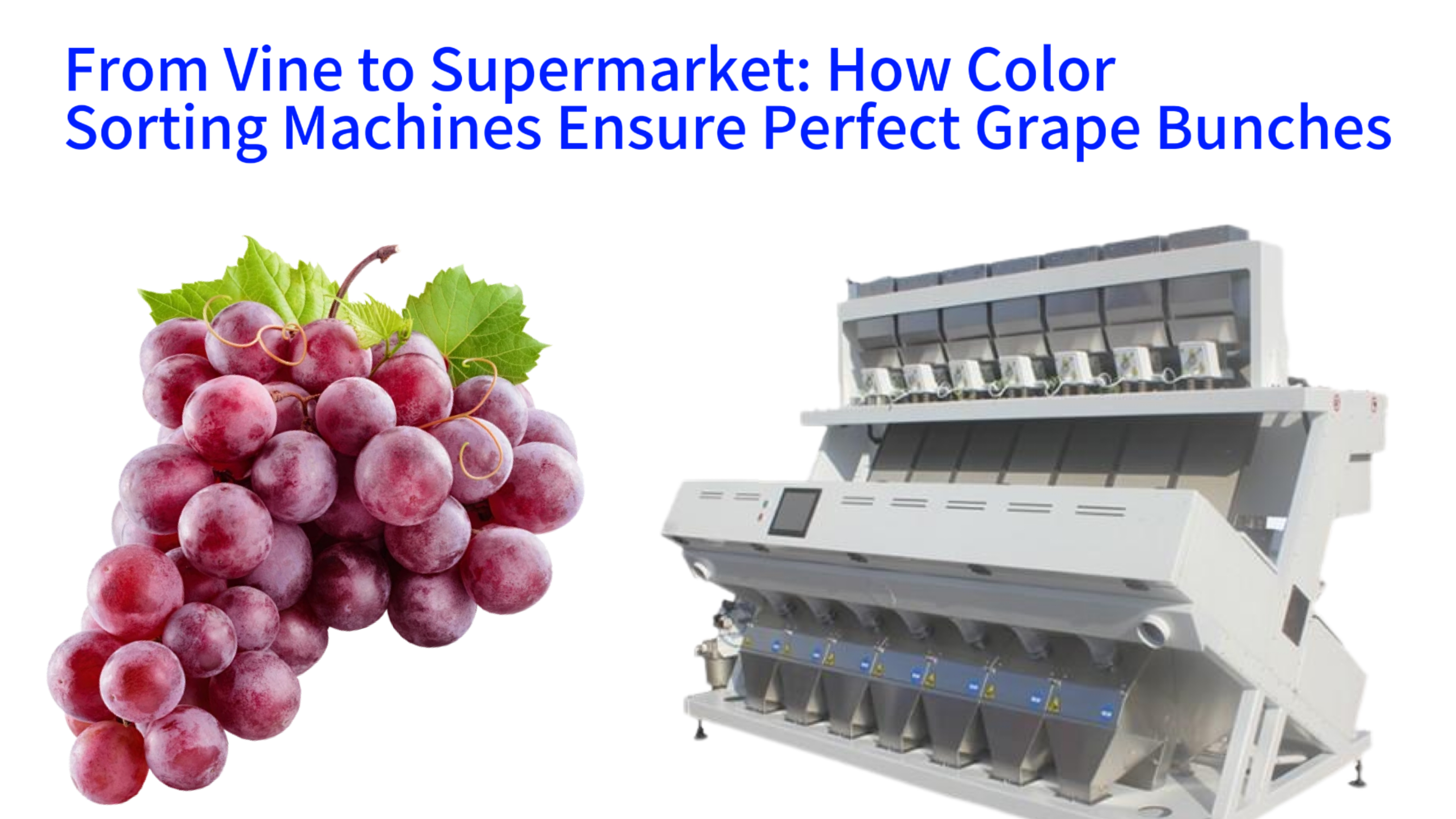 From Vine to Supermarket: How Color Sorting Machines Ensure Perfect ...
